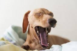 Displacement Behaviour in Dogs: What Is It, And How Can I Support My D ...